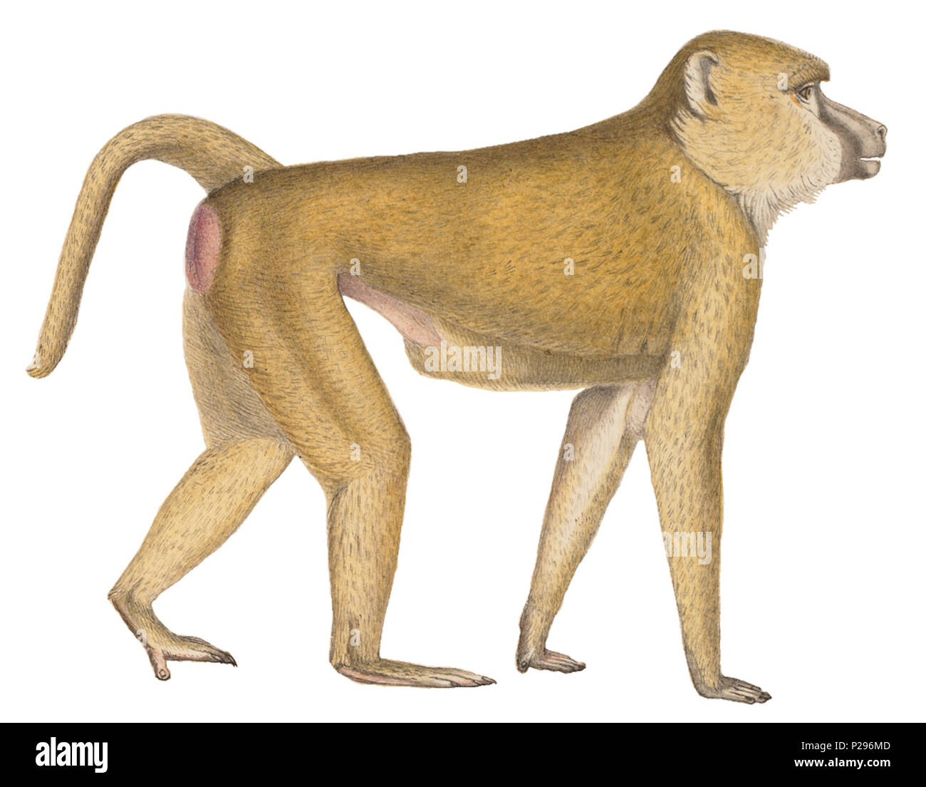 2009 07 09 Cut Out Stock Images & Pictures - Alamy