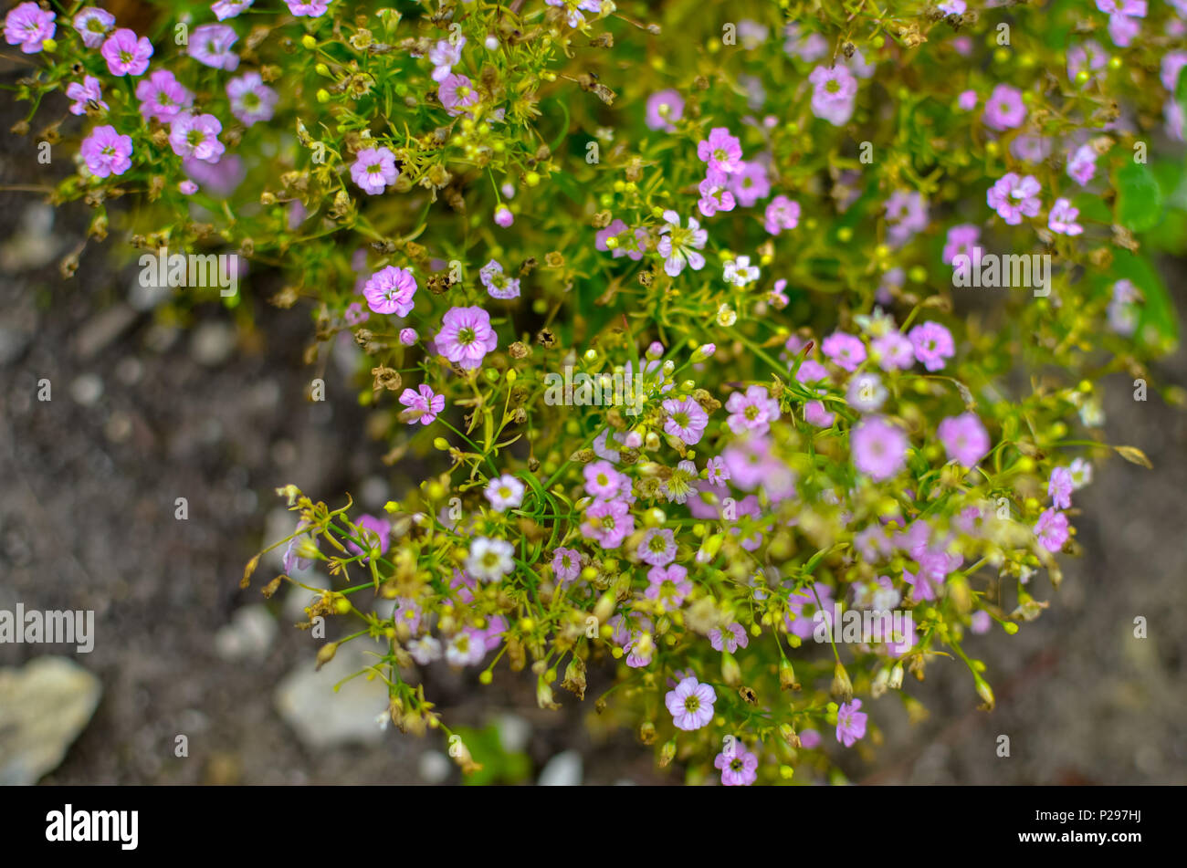 Alyssum pink, rose colored, fragrant flower, grows a large bush in the ...