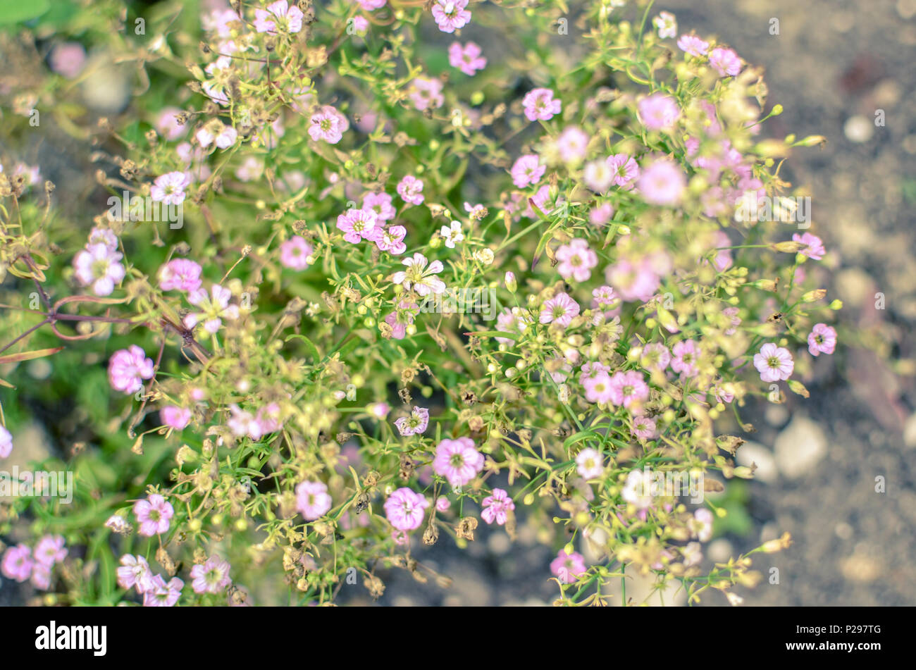 Alyssum pink, rose colored, fragrant flower, grows a large bush in the ...