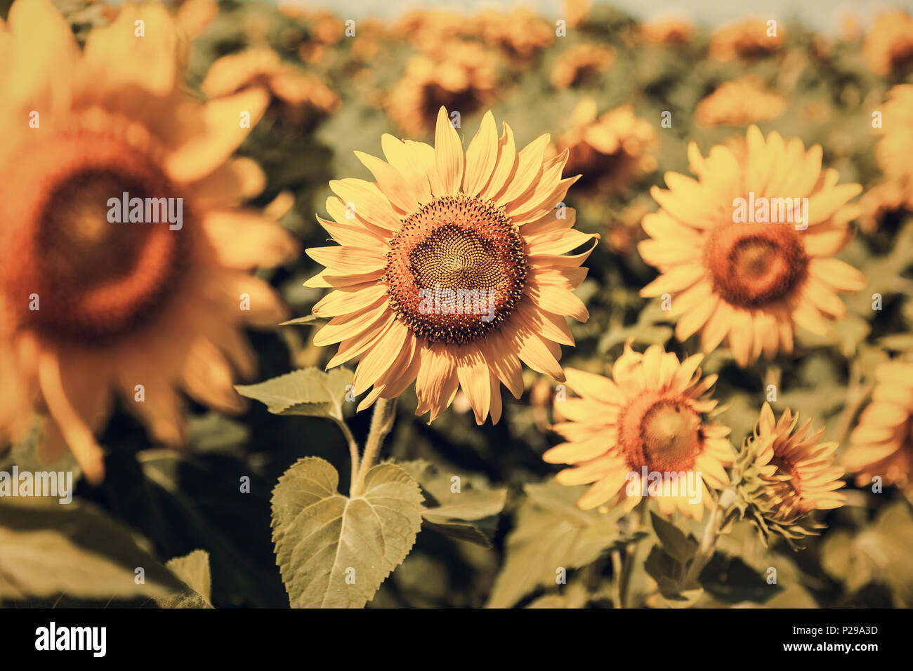 Field of sunflowers.Sunflower close-up in retro style or vintage for ...