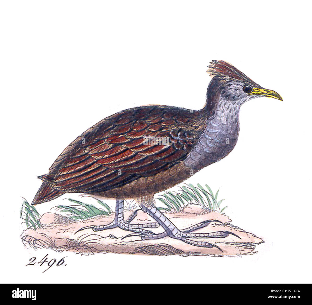 . Megapodius forsteni . between 1820 and 1860 191 Megapodius forsteni ...