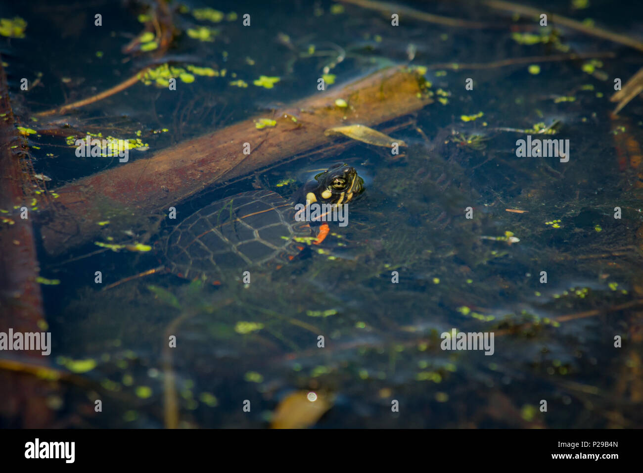 Eastern painted turtle algae hi-res stock photography and images - Alamy