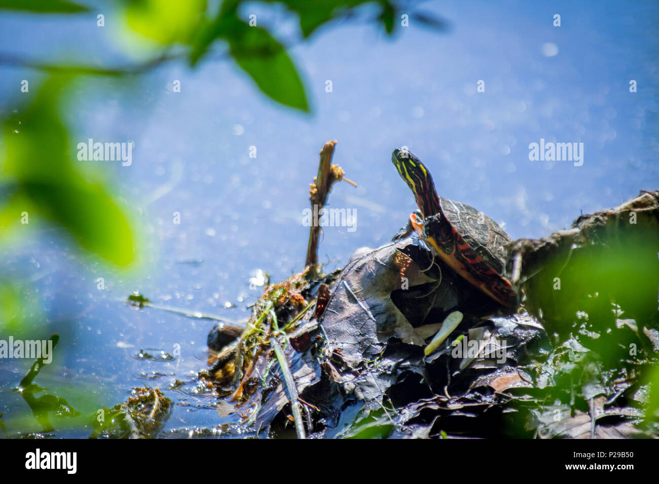 Eastern painted turtle resting in natural lake environment Stock Photo ...