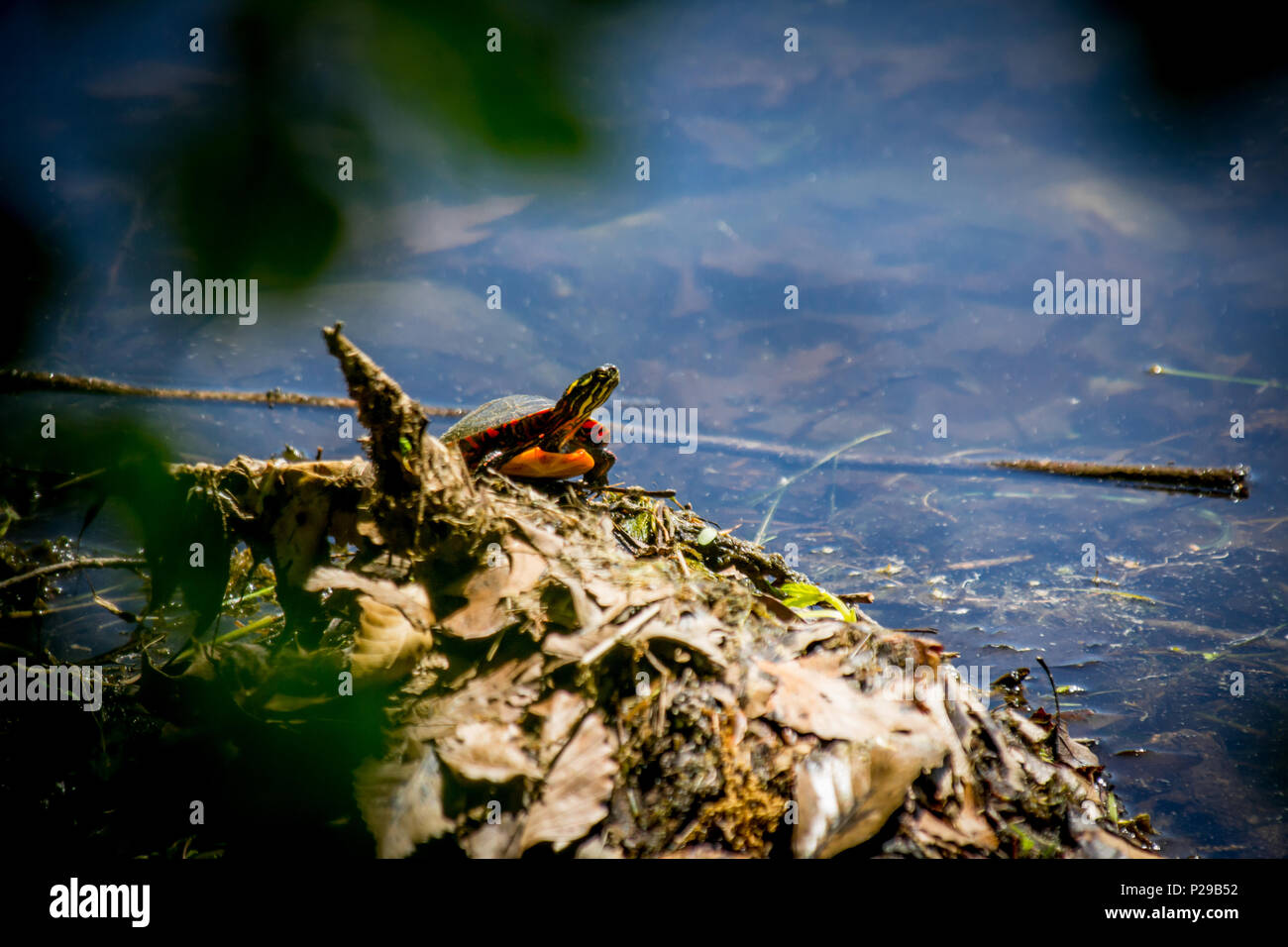 Eastern painted turtle swimming hi-res stock photography and images - Alamy