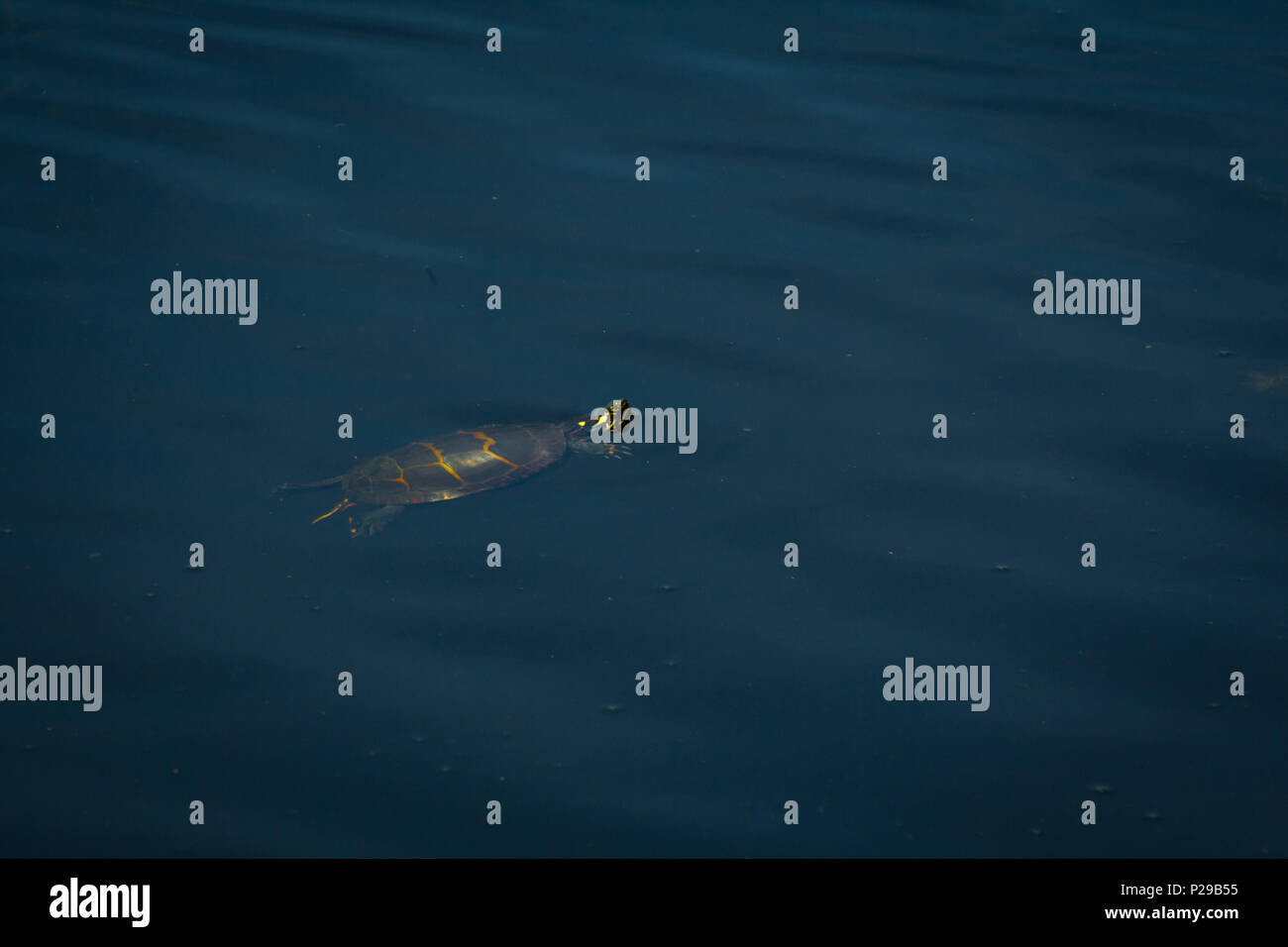 Eastern painted turtle swimming in natural lake environment Stock Photo ...