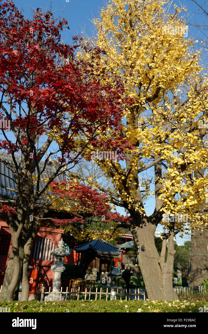 Autumn leaves. Japanese maple and ginko, Senso-ji Asakusa, Tokyo, Japan ...