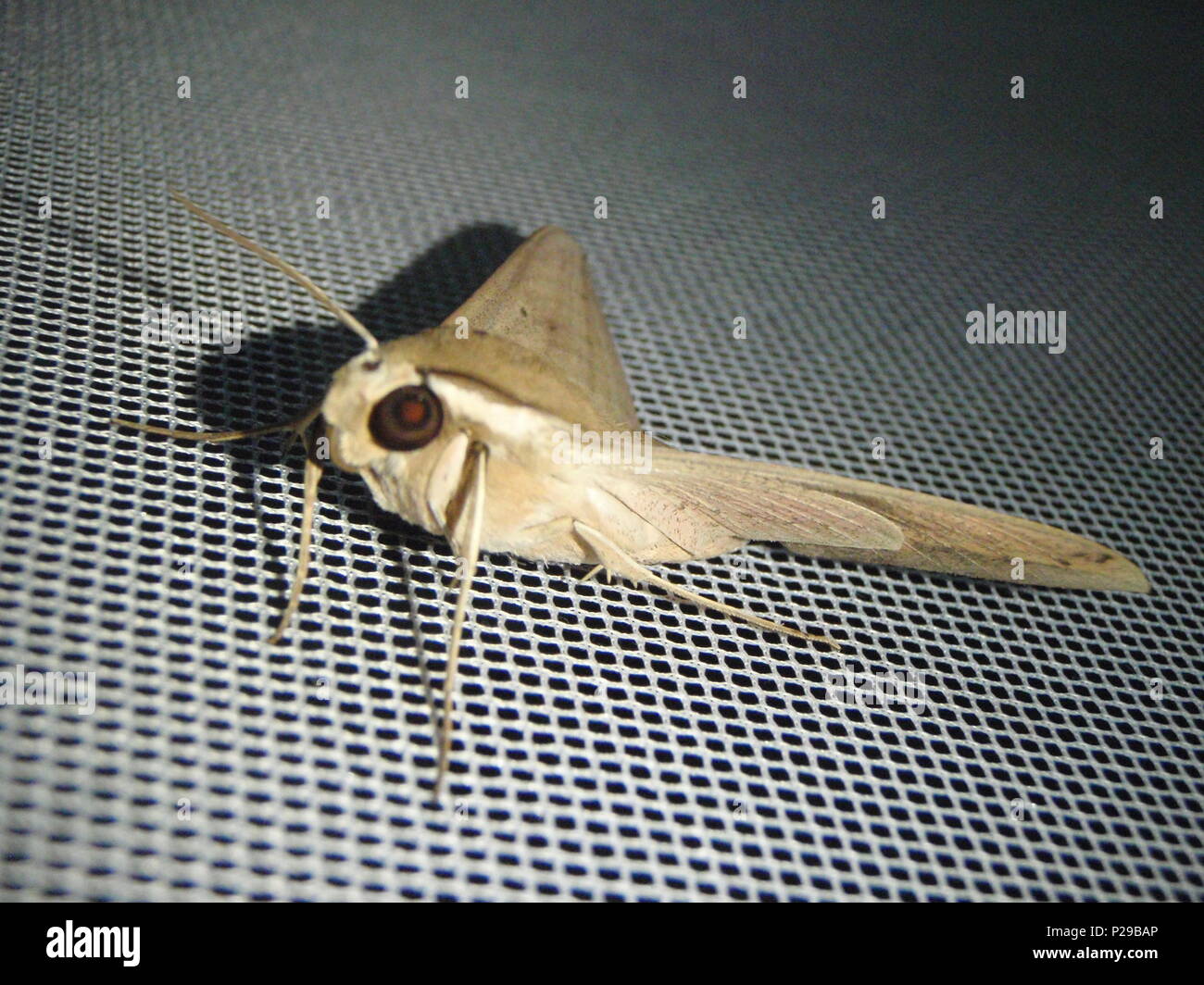Owlet moth hi-res stock photography and images - Alamy