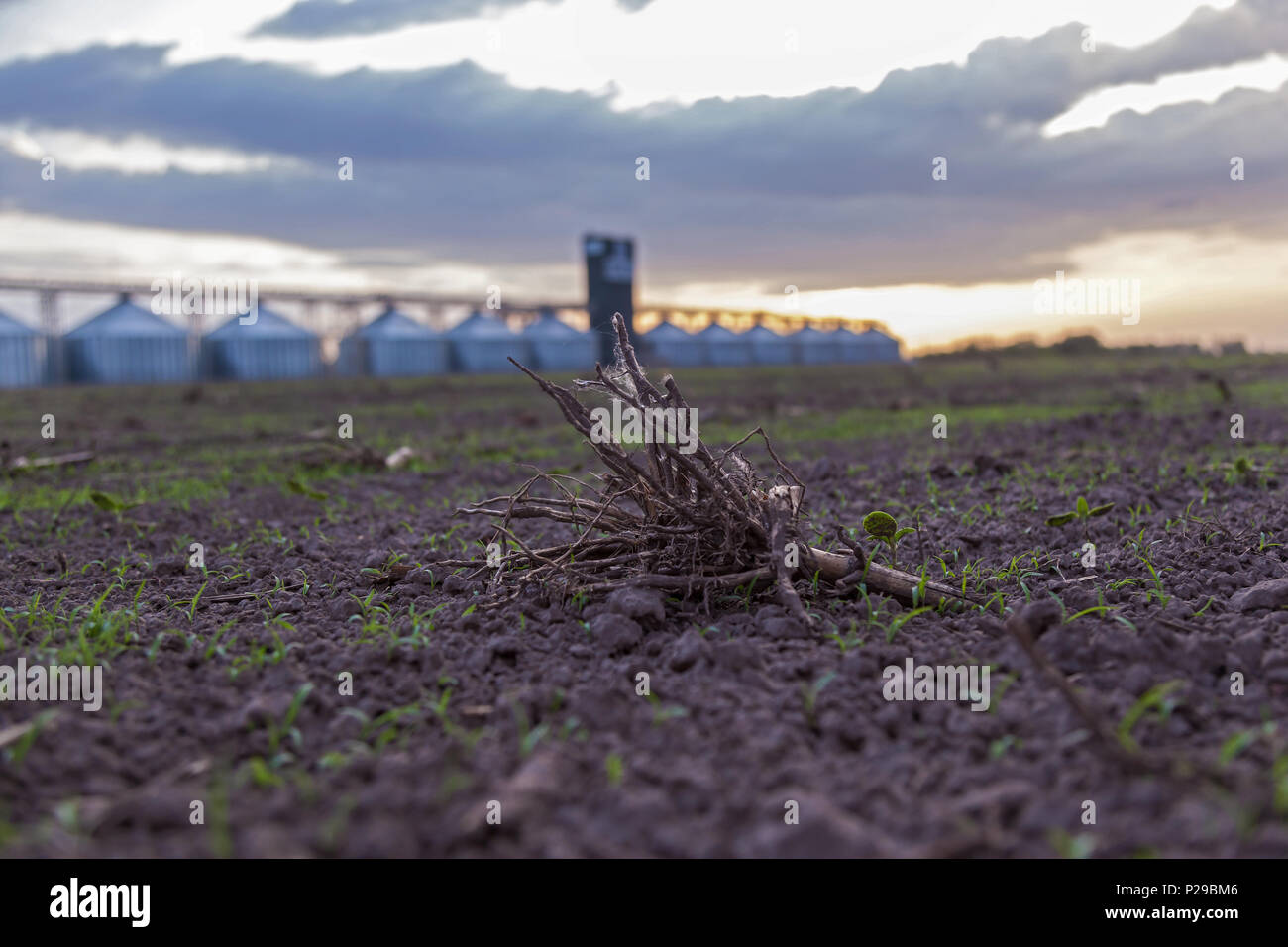 Root of a plant in a field against a sunset background Stock Photo - Alamy