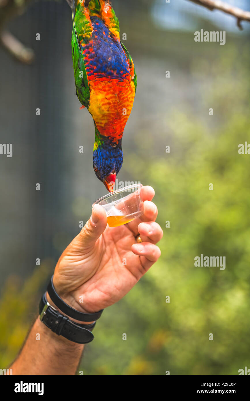 Man feeding sweet nectar to Colourful parrot Rainbow called Lorikeet ...
