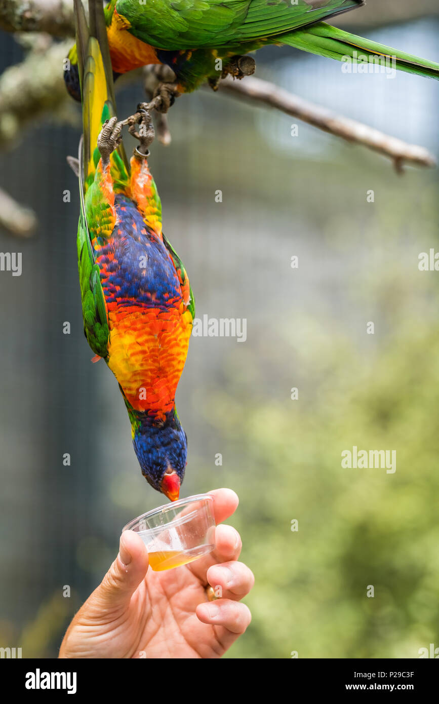 Man feeding sweet nectar to Colourful parrot Rainbow called Lorikeet ...