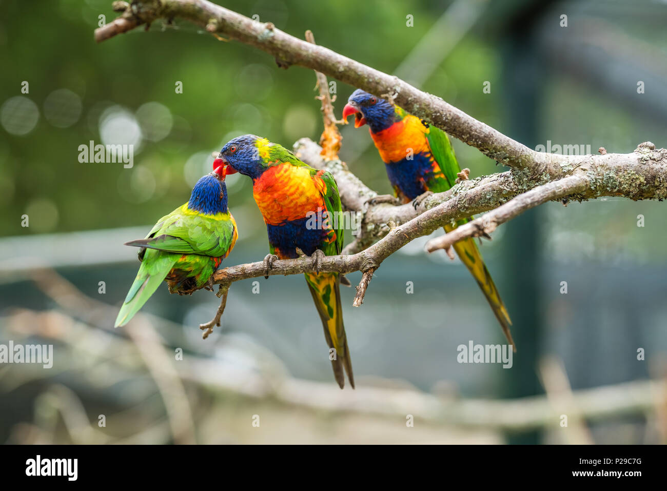 Colourful Rainbow parrots called Lorikeet, sitting on the branch in a ...