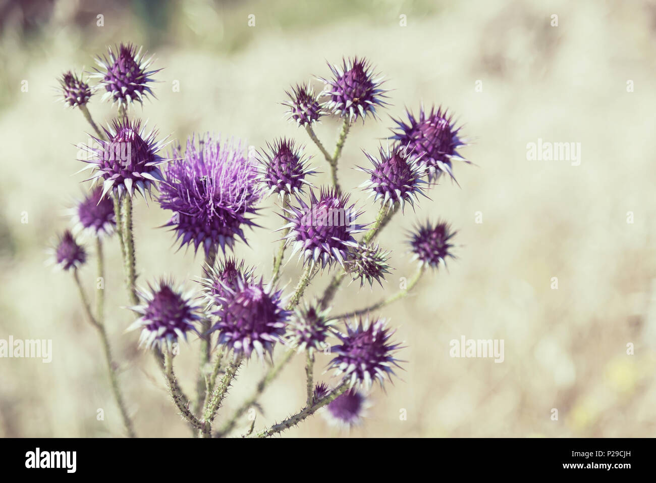 Purple holy thistle flower,Holy thistle flower,Holy thistle, flower ...