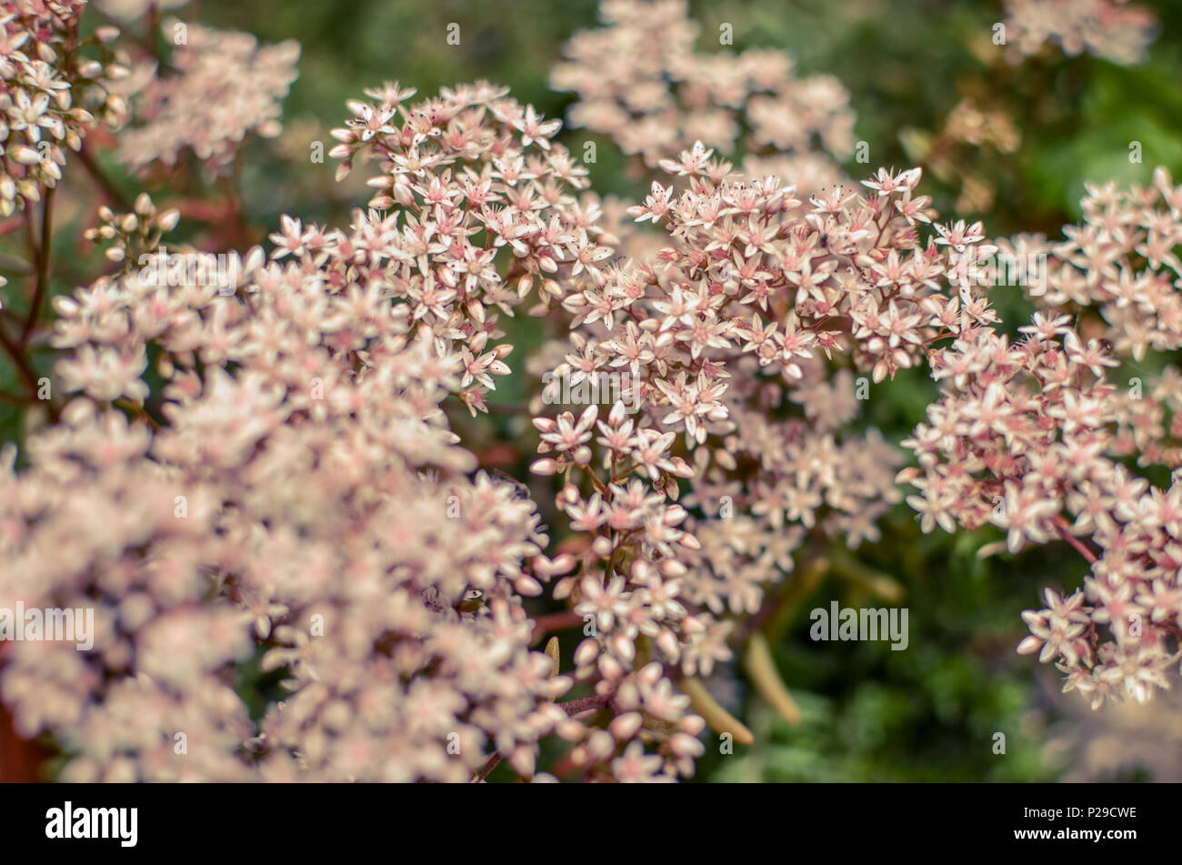 closeup of a flowering branch of the Sedum, made up of tiny star ...