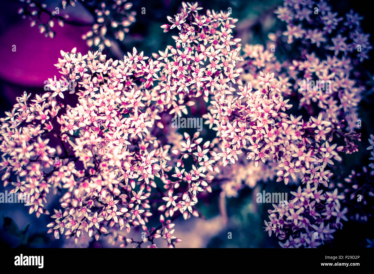 closeup of a flowering branch of the Sedum, made up of tiny star ...