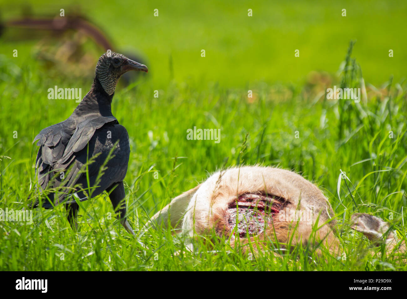 American black vulture feasting on dead deer carcass in summer grass ...