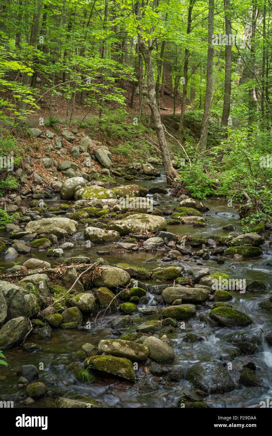 Misty sunny stream deep in the summer woods landscape Stock Photo - Alamy