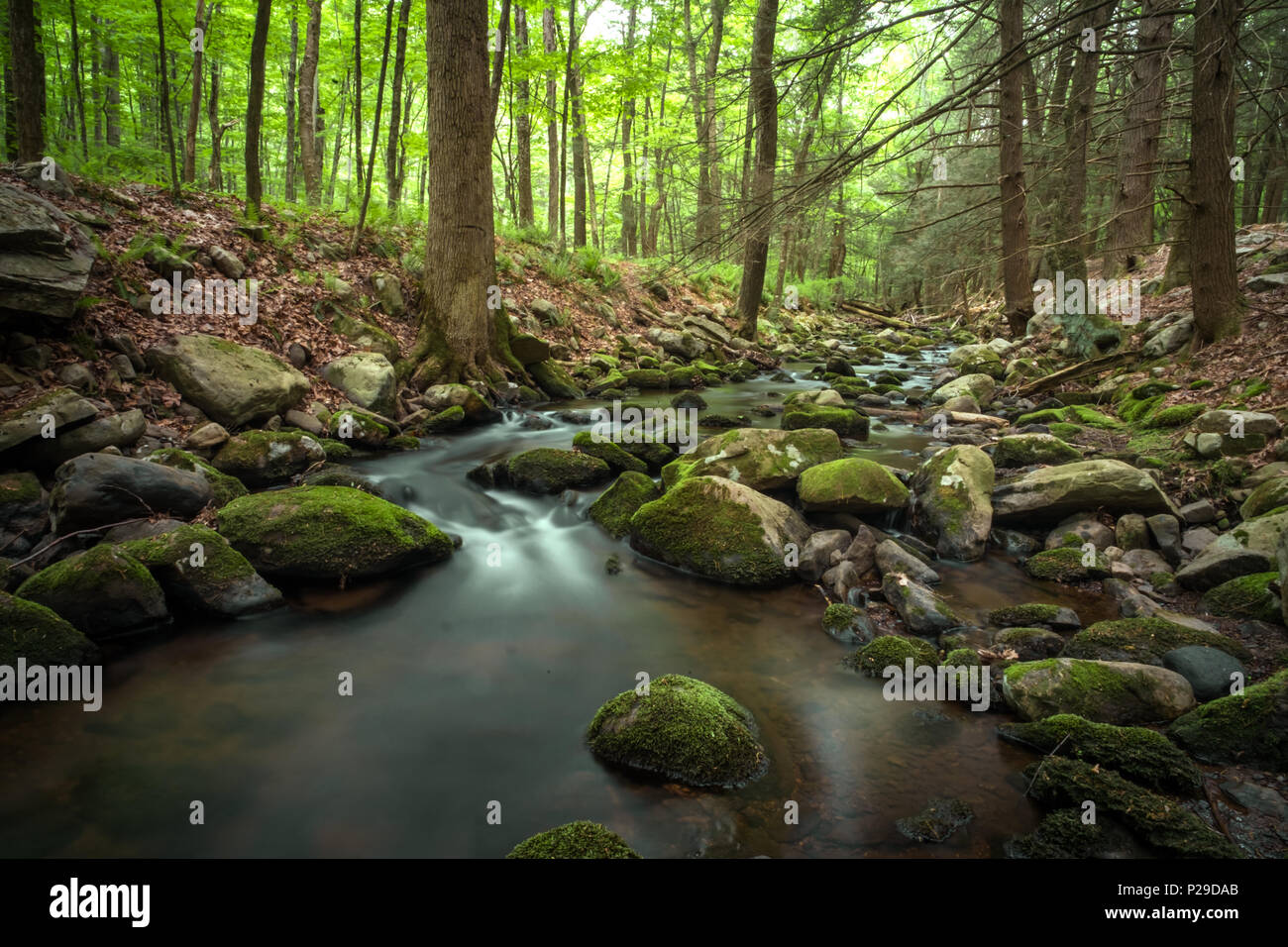 Summer woods hi-res stock photography and images - Alamy