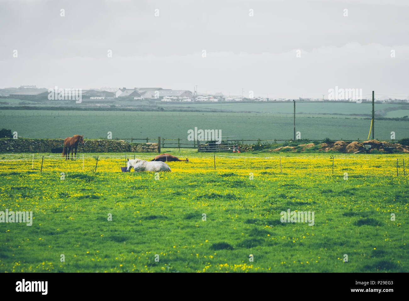 Cows countryside field cornwall hi-res stock photography and images - Alamy