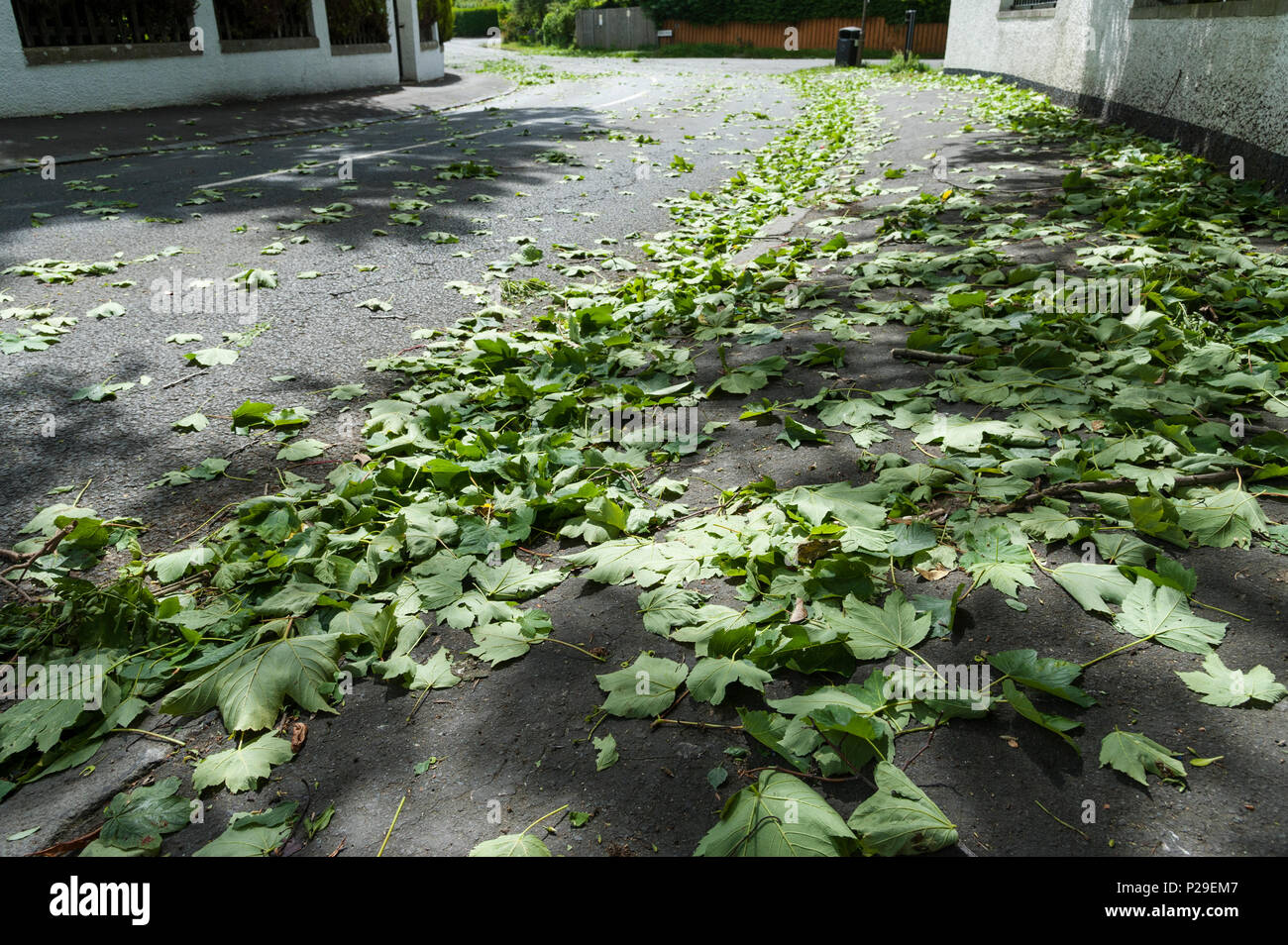 Wind windy messy mess hi-res stock photography and images - Alamy