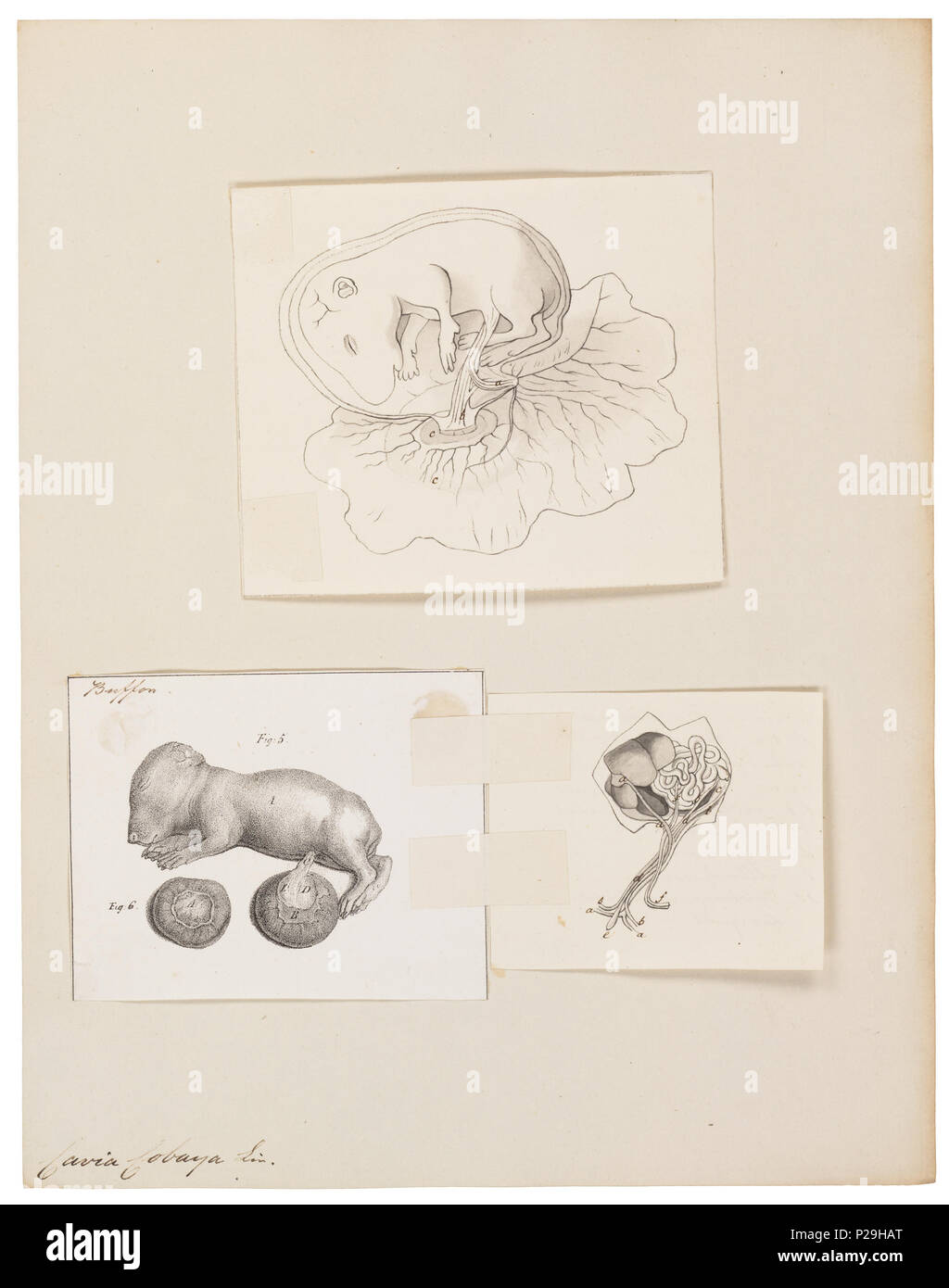 Pig embryo hi-res stock photography and images - Alamy