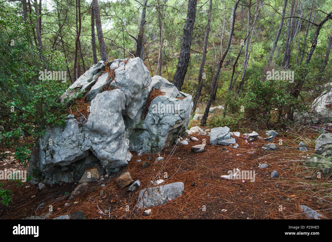 Grass, bush and flowers among the rocks Stock Photo - Alamy