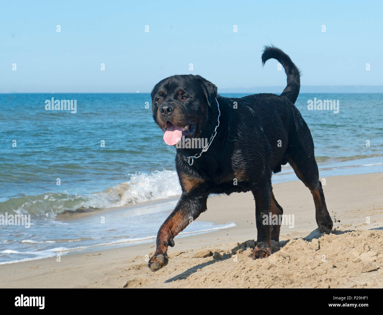 purebred rottweiler walking on the sand in summer Stock Photo - Alamy