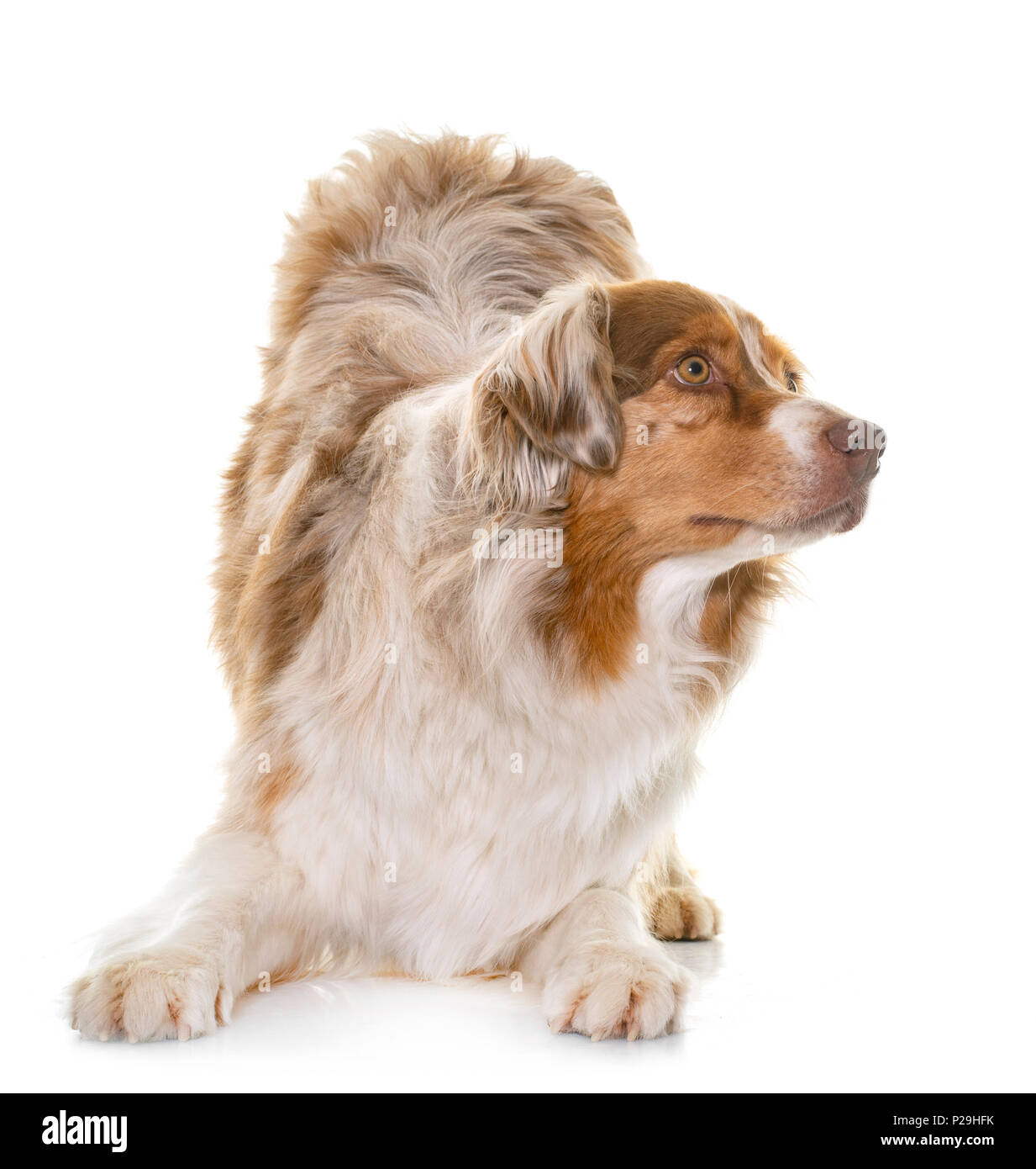 female australian shepherd in front of white background Stock Photo - Alamy