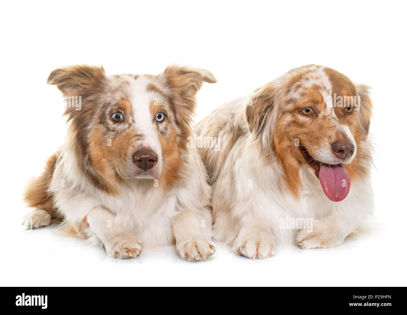 two australian shepherd in front of white background Stock Photo - Alamy