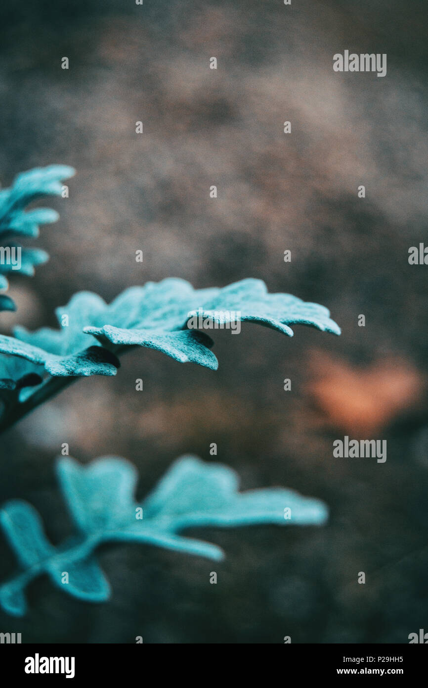 Close-up of bluish gray leaves of cineraria senecio in nature Stock ...