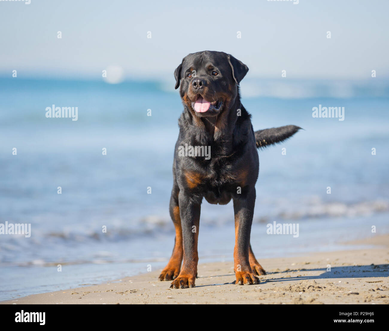 rottweiler playing on the beach in summer Stock Photo - Alamy