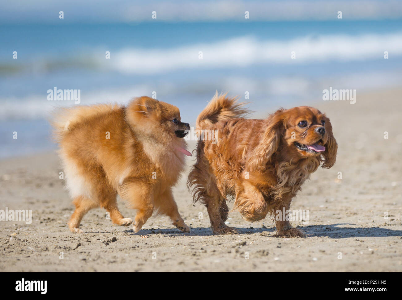 two little dogs playing on the beach in september Stock Photo - Alamy