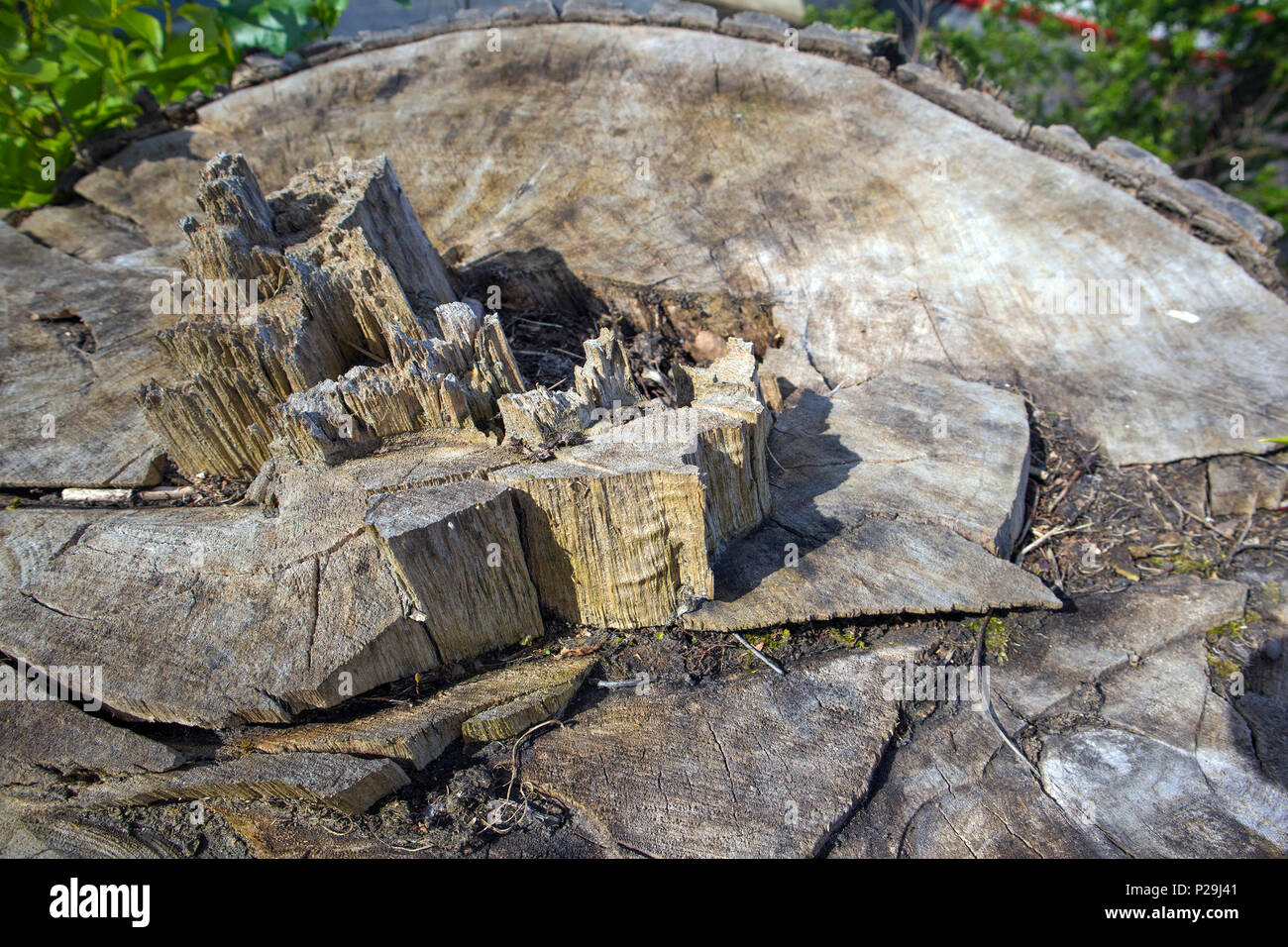 Old rotten tree stump hi-res stock photography and images - Alamy