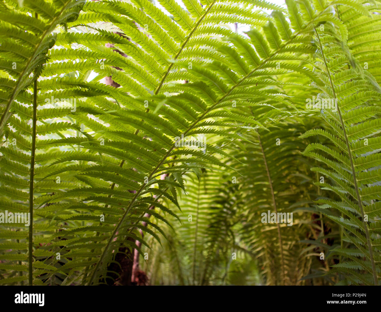 Big fern bush close up, inside view, may be used as background Stock ...