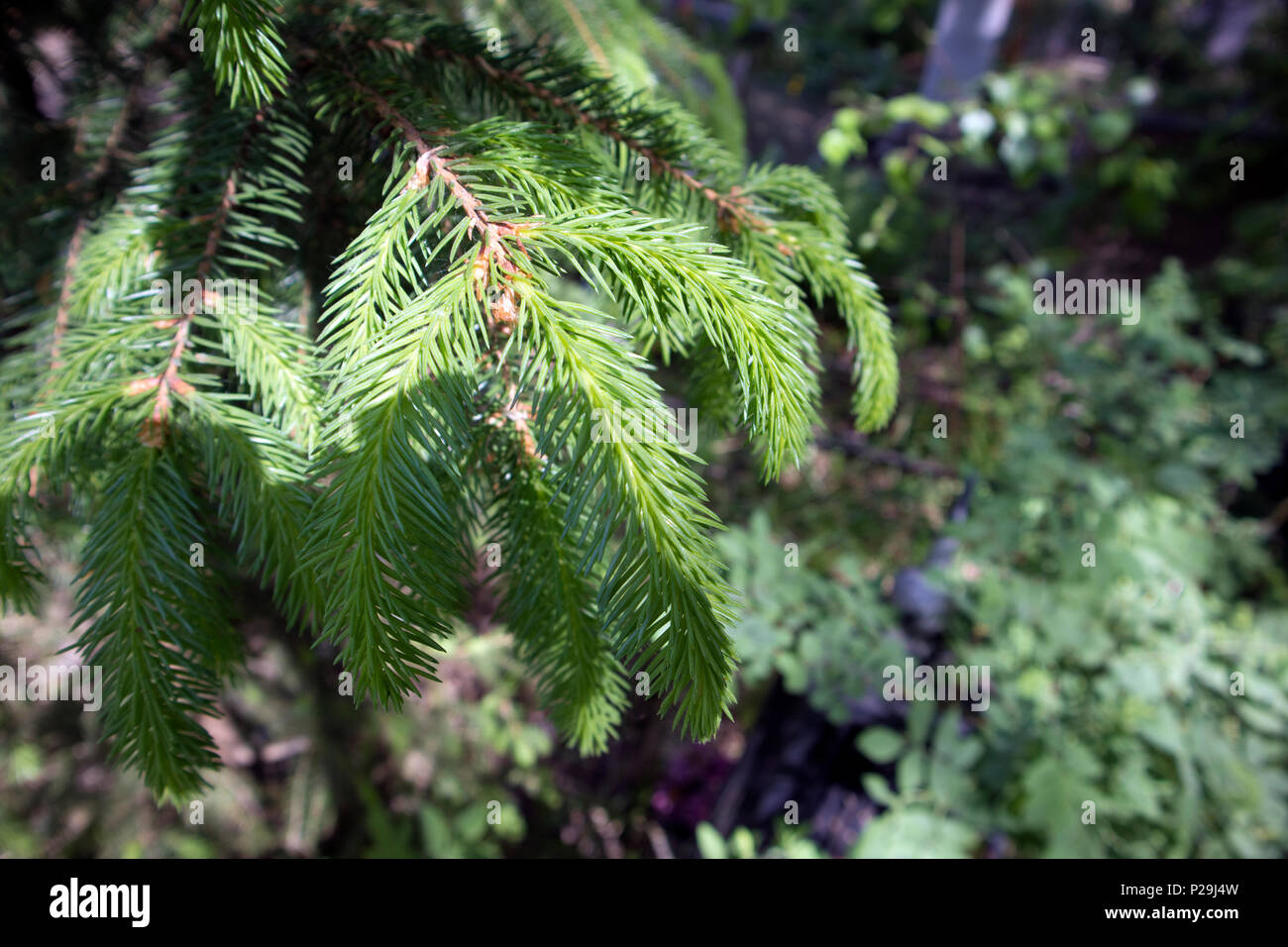 Branch with sprouts hi-res stock photography and images - Alamy