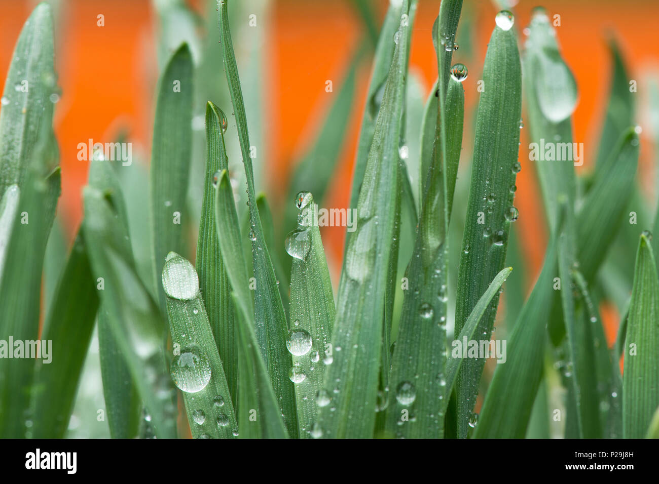 Spring rain drops hi-res stock photography and images - Alamy