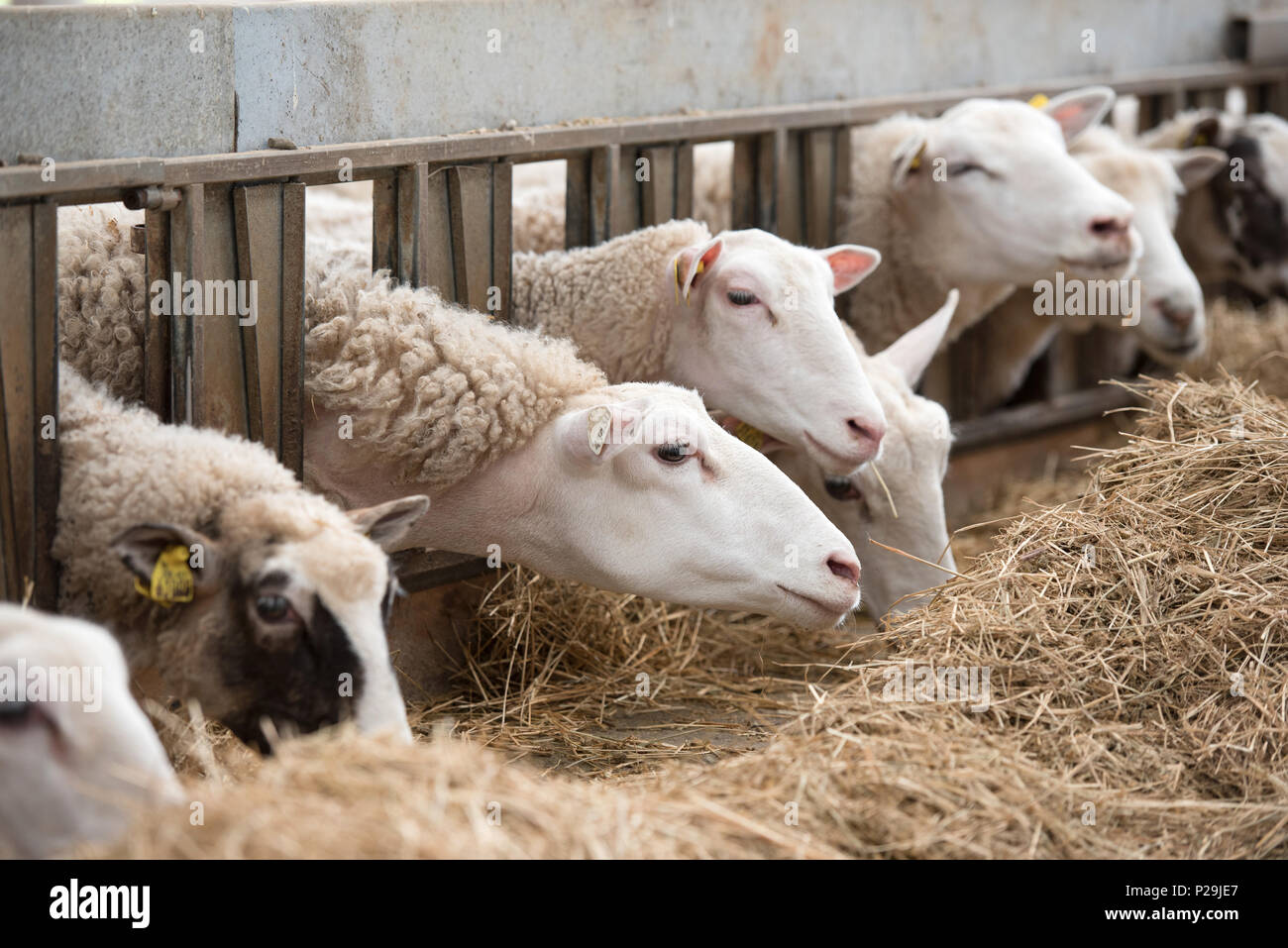 Cattle sheds hi-res stock photography and images - Alamy