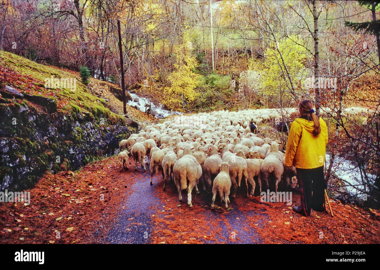 Transhumance provence hi-res stock photography and images - Alamy