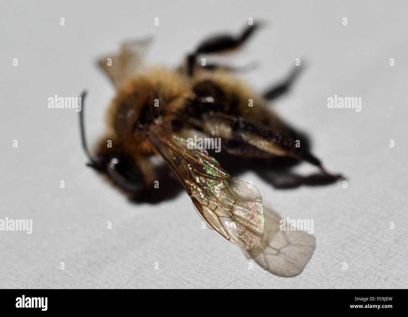 A dead bee Stock Photo - Alamy