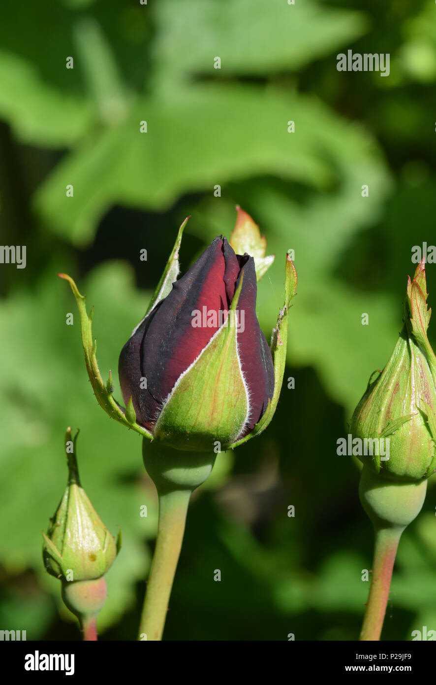 Group of rosebuds hi-res stock photography and images - Alamy