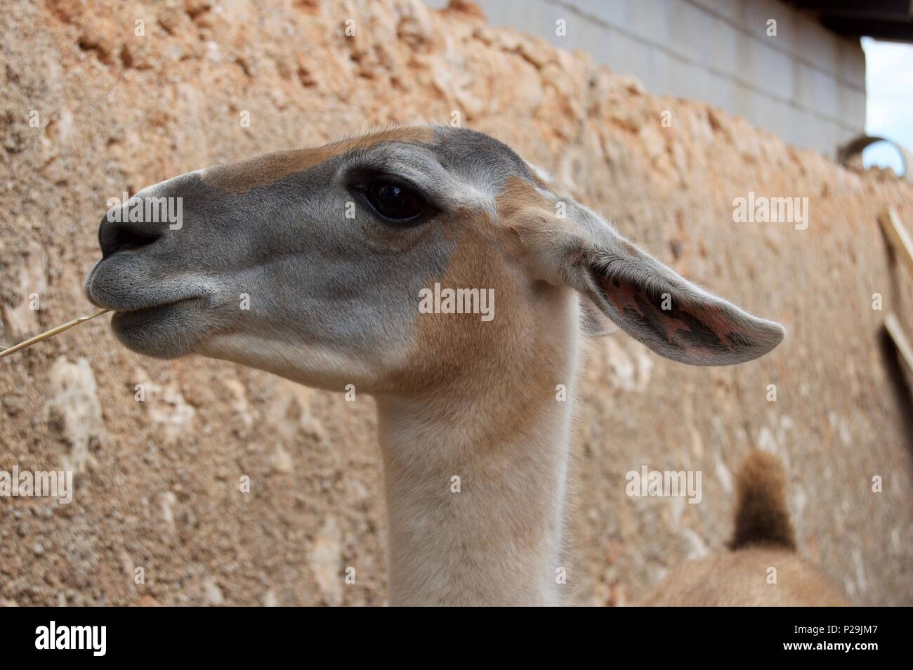 Lama animal hi-res stock photography and images - Alamy