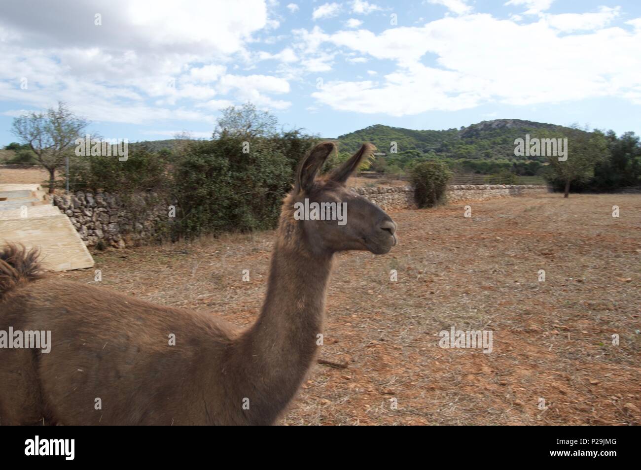 Funny lama hi-res stock photography and images - Alamy