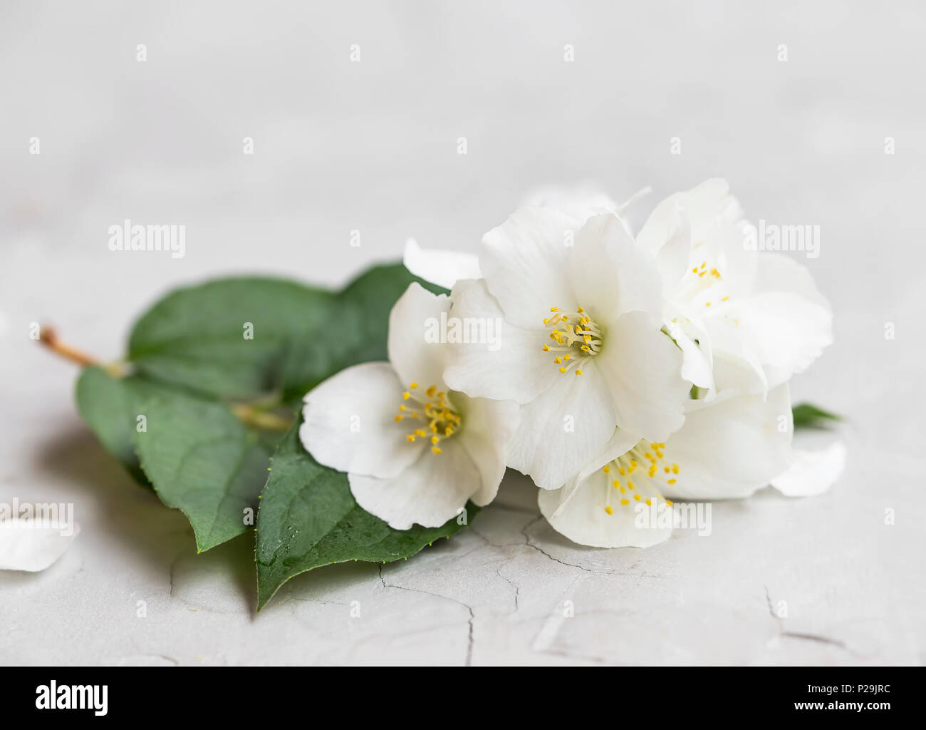 Bouquet of jasmine hi-res stock photography and images - Alamy