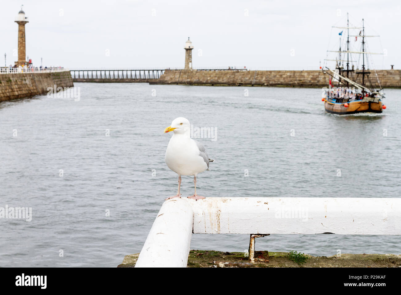 A seagull at rest in Whitby Harbour with the replica of Captain Cook's ...