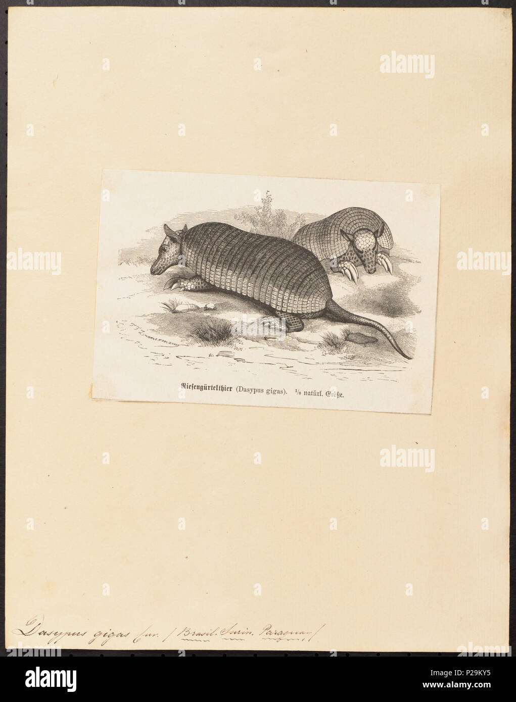 Dasypus gigas hi-res stock photography and images - Alamy