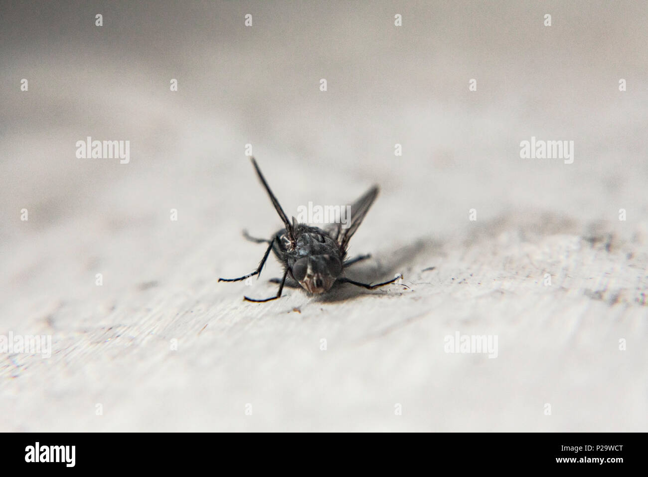 A dead fly decomposing on a white surface Stock Photo - Alamy