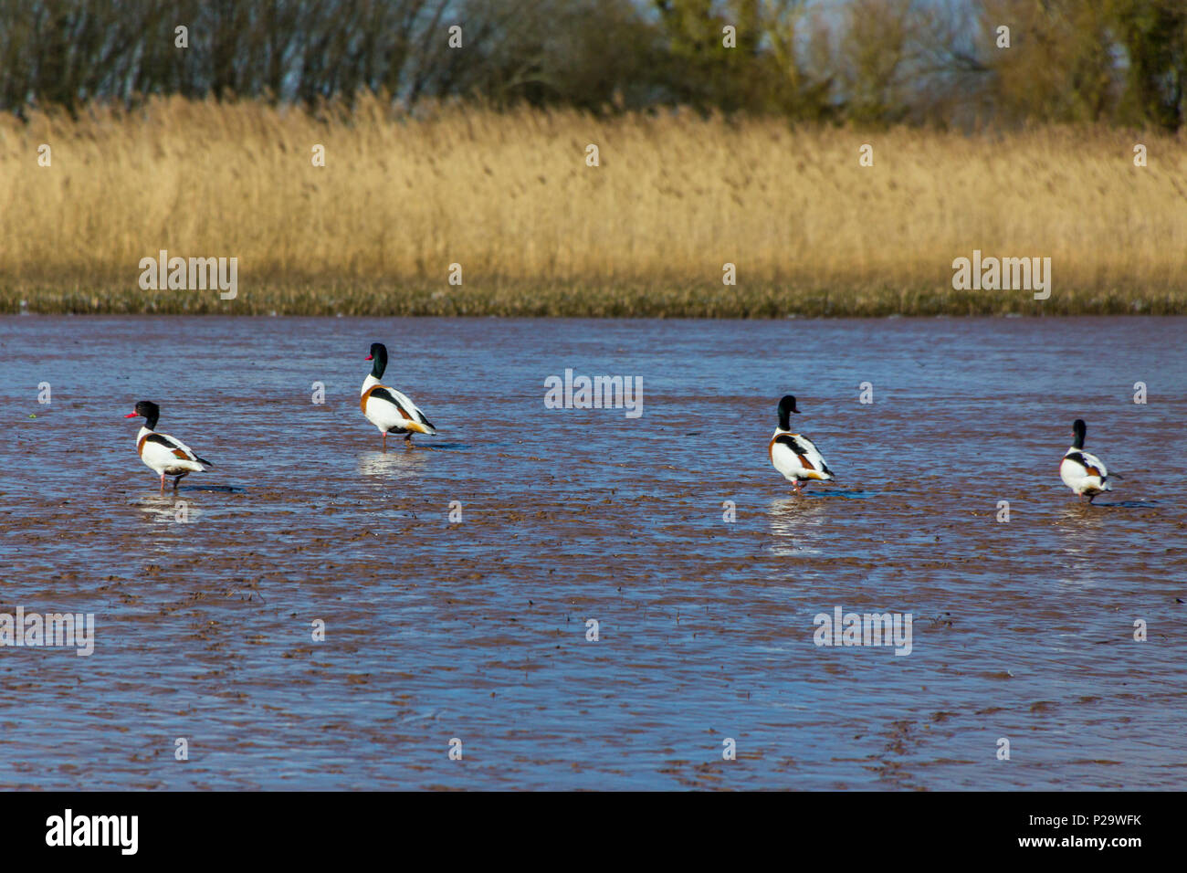 Shelduck winter uk hi-res stock photography and images - Alamy