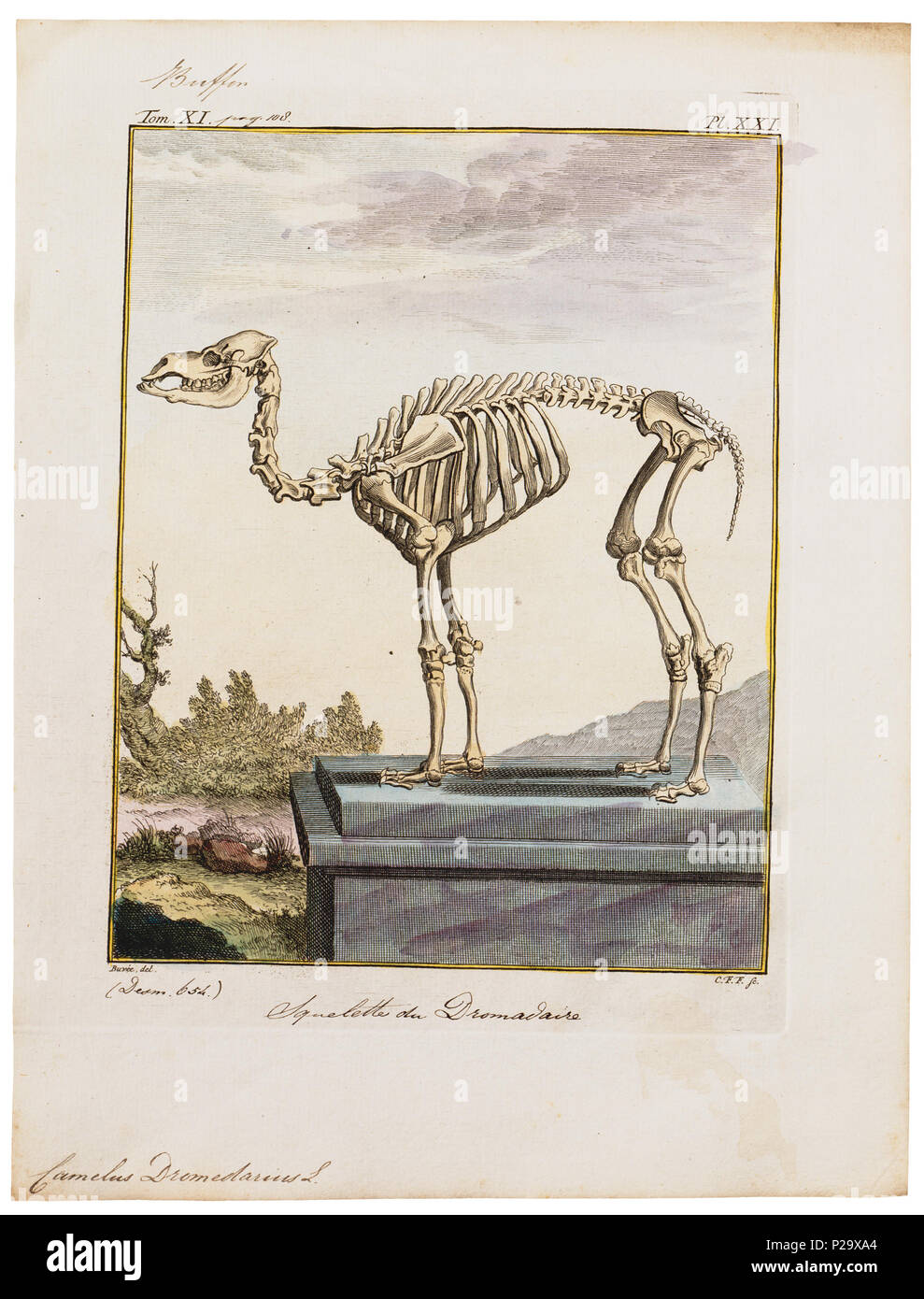 Species anatomical structure hi-res stock photography and images - Alamy
