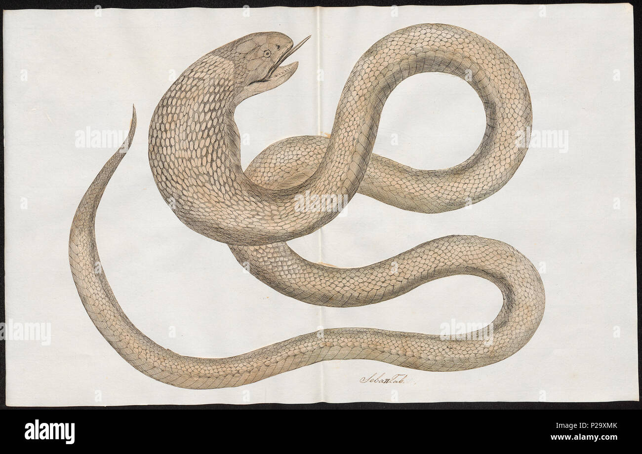 N naja hi-res stock photography and images - Alamy