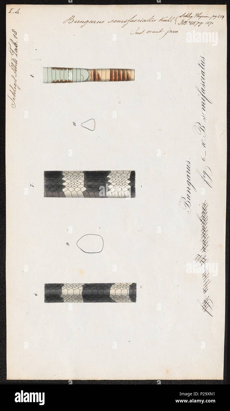 . Bungarus semifasciatus . between 1700 and 1880 45 Bungarus ...