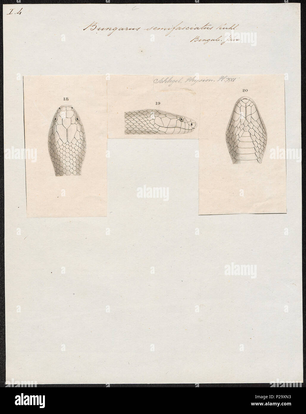 . Bungarus semifasciatus - kop . 1837 45 Bungarus semifasciatus - kop ...